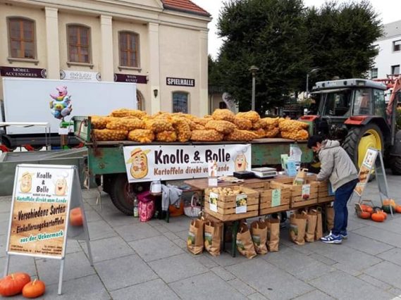 Galerie - Knolle & Bolle